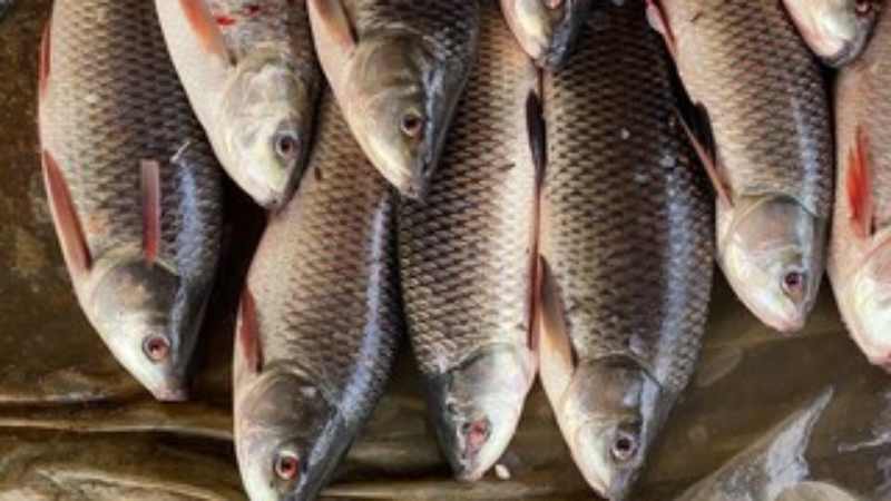 Especialista em nutrição revela o tipo de peixe mais saudável • Terras ...