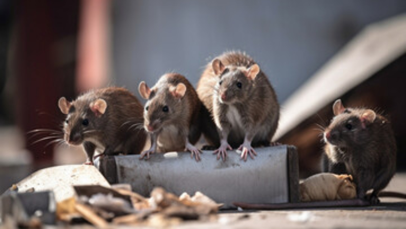Nova Iorque cria "esquadrão de elite" Rat Pack para eliminar ratos ...