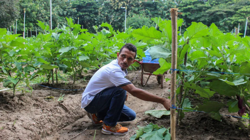 A horta de Almerindo em Timor pode ser regada de Portugal ou Inglaterra ...
