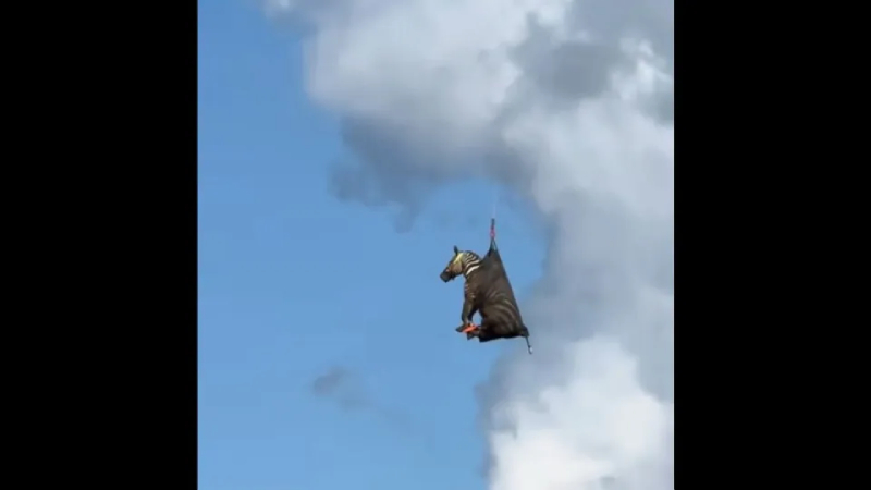 Zebra capturada após oito dias em fuga no Tennessee • Terras do Homem